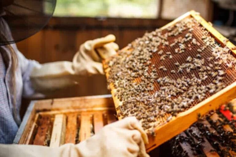 10 Amazing Facts about Bees and Beekeeping: Fun Bee Facts and ...