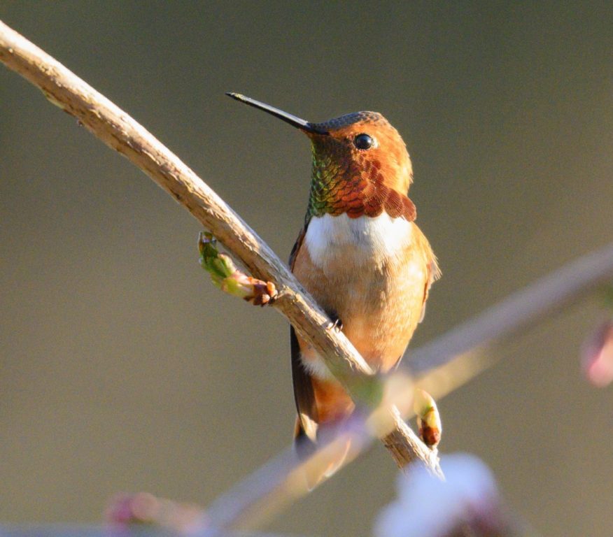 How Fast Do Hummingbirds Fly? Discover Hummingbird Flight Speed and How ...