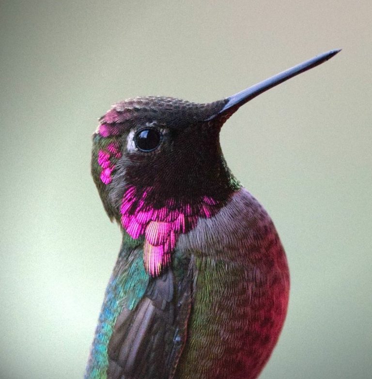 How to Identify a Hummingbird’s Gender in 4 Easy Steps – Backyard Visitors