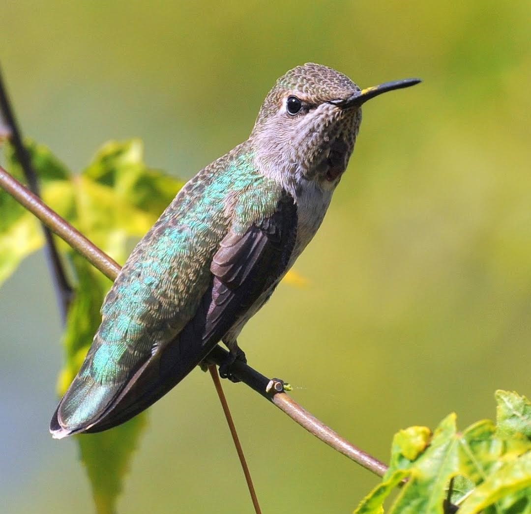 California Hummingbirds – 14 Awesome Aviators – Backyard Visitors