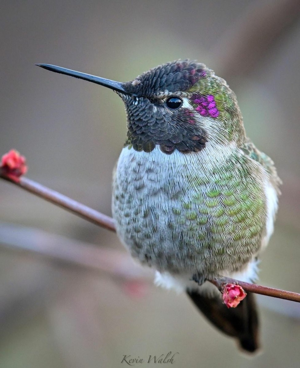 California Hummingbirds – 14 Awesome Aviators – Backyard Visitors