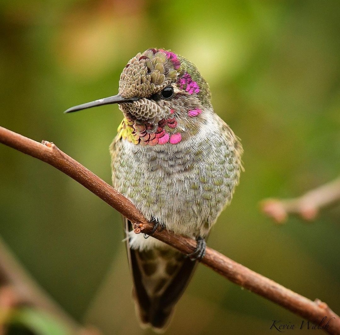 Hummingbirds Found in Colorado: (Pictures and Sounds) – Backyard Visitors