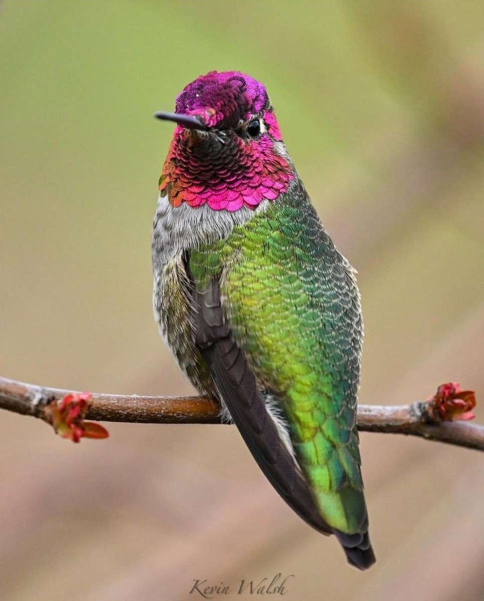 Hummingbird Gorgets Explained: The Complete Story – Backyard Visitors