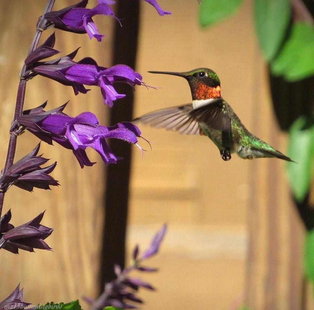 Hummingbird Migration in Illinois – Backyard Visitors