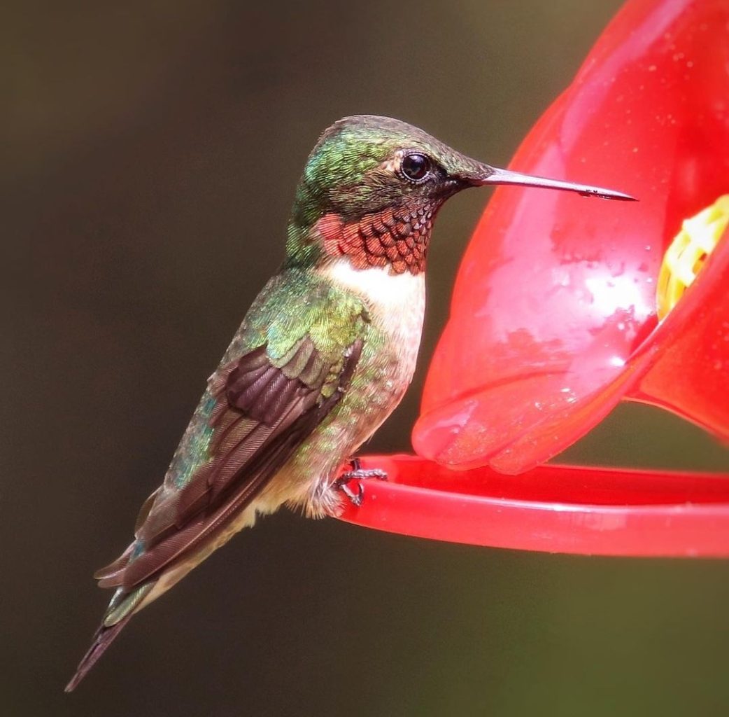 Hummingbirds Found in New Hampshire: (Pictures and Sounds) – Backyard ...