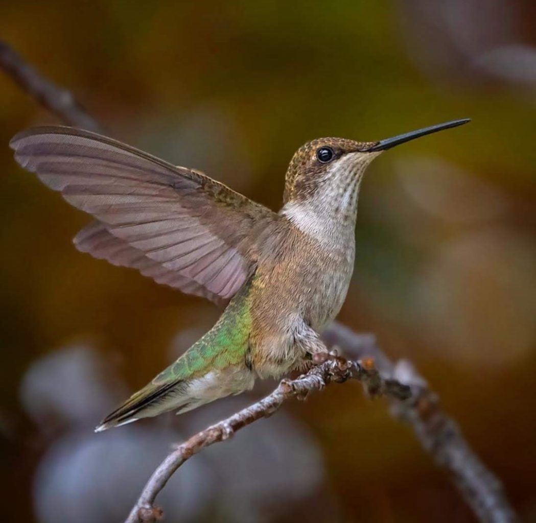 Hummingbirds Found in Colorado: (Pictures and Sounds) – Backyard Visitors