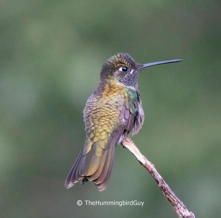 Hummingbirds Found In California: (Pictures And Sounds)