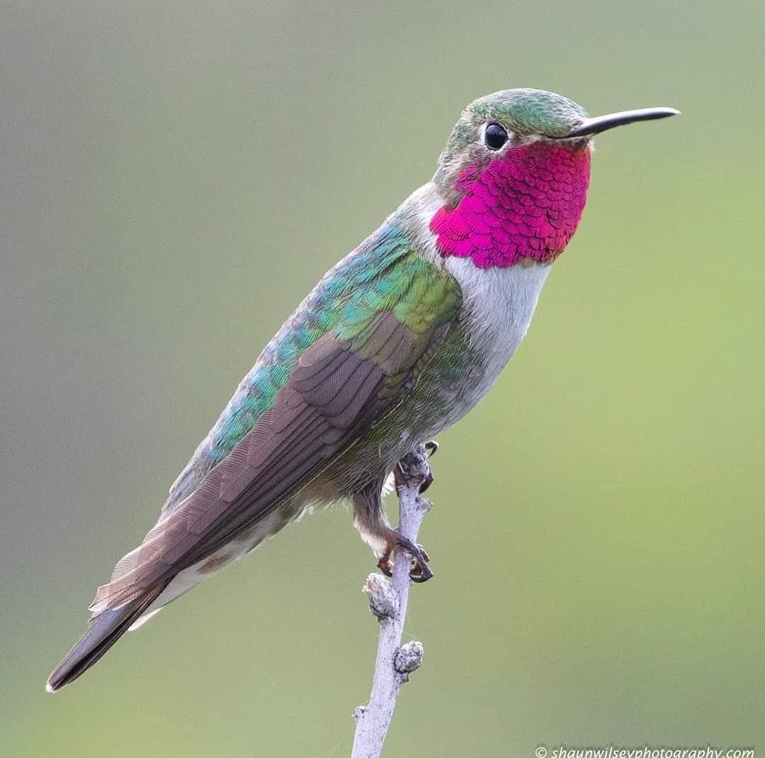 Hummingbirds Found in Colorado: (Pictures and Sounds) – Backyard Visitors