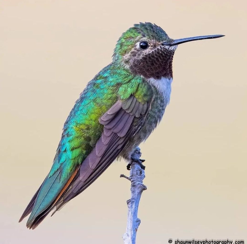 Hummingbirds Found in Colorado: (Pictures and Sounds) – Backyard Visitors
