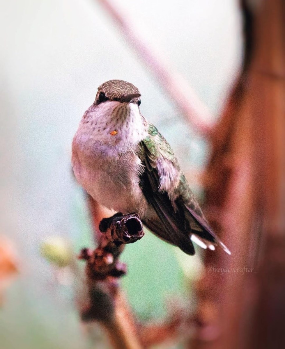 Hummingbirds Found in Kansas: (Pictures and Sounds) – Backyard Visitors