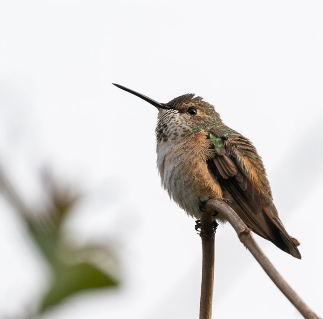 10 Hummingbirds Found in Virginia: (Pictures and Sounds) – Backyard ...