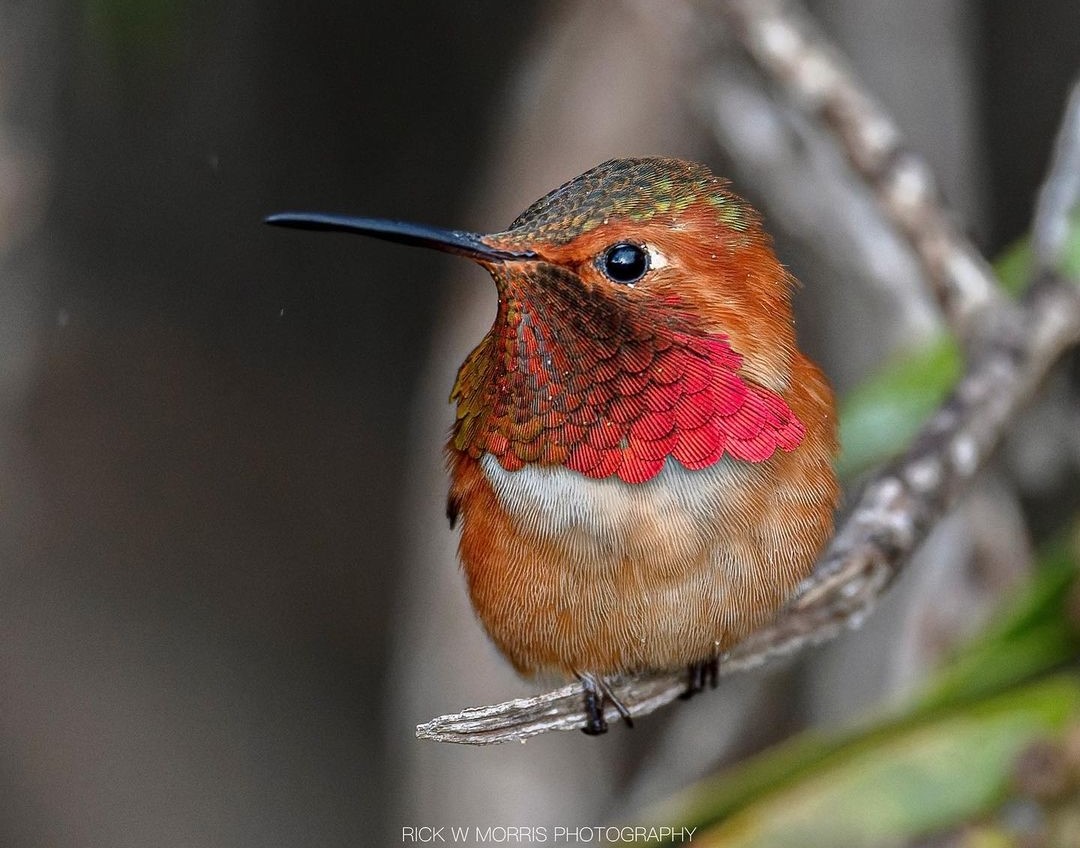 Hummingbirds Found in Tennessee: (Pictures and Sounds) – Backyard Visitors