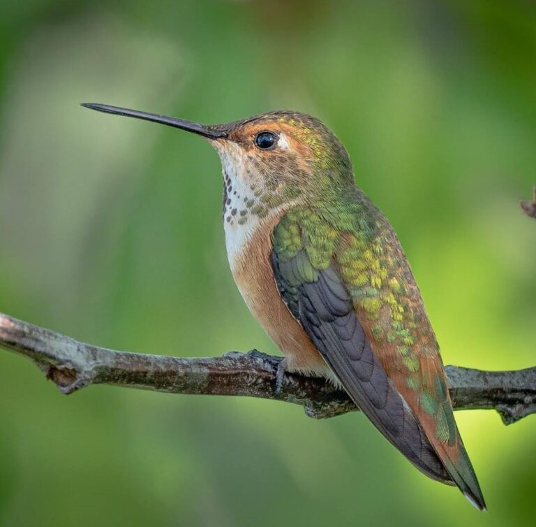How Fast Do Hummingbirds Fly? Discover Hummingbird Flight Speed and How ...