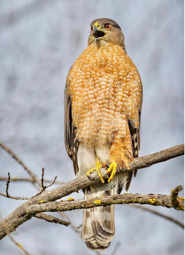 On the Menu: Hummingbirds’ Shocking Bird Predators – Backyard Visitors