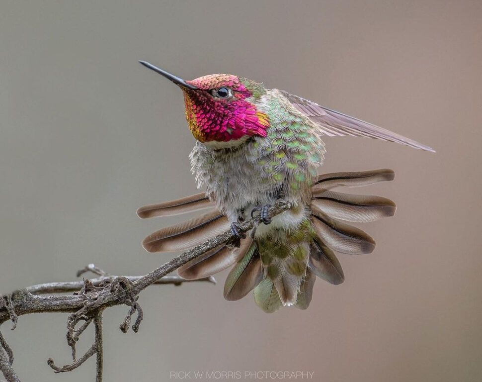 Hummingbird Feathers: A Closer Look at Nature’s Design – Backyard Visitors