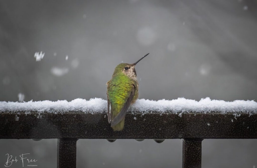 How to Help Hummingbirds in Cold Weather – Backyard Visitors