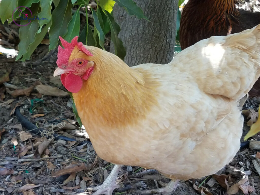 The Top 5 Chicken Breeds for Your Backyard: Best Chicken Breeds ...