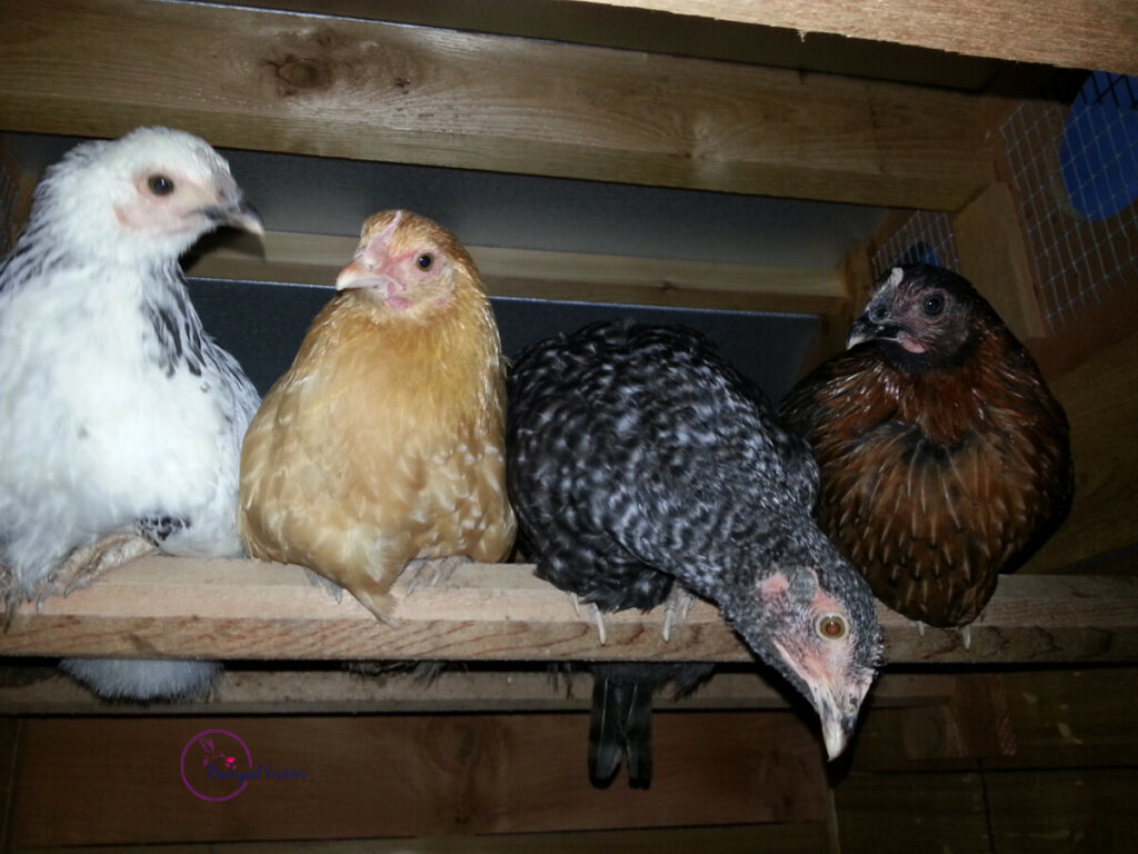 Pet Chickens 101: Everything You Need to Know – Backyard Visitors