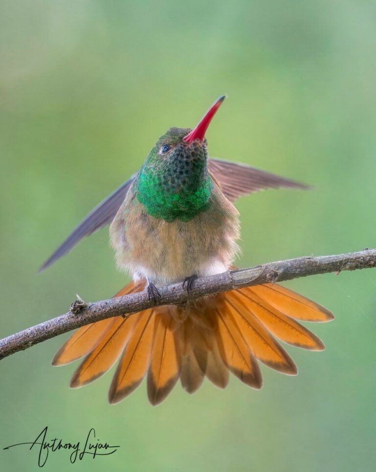 Why Do Hummingbirds Fan Their Tails: Generating High-Pitched Sounds ...