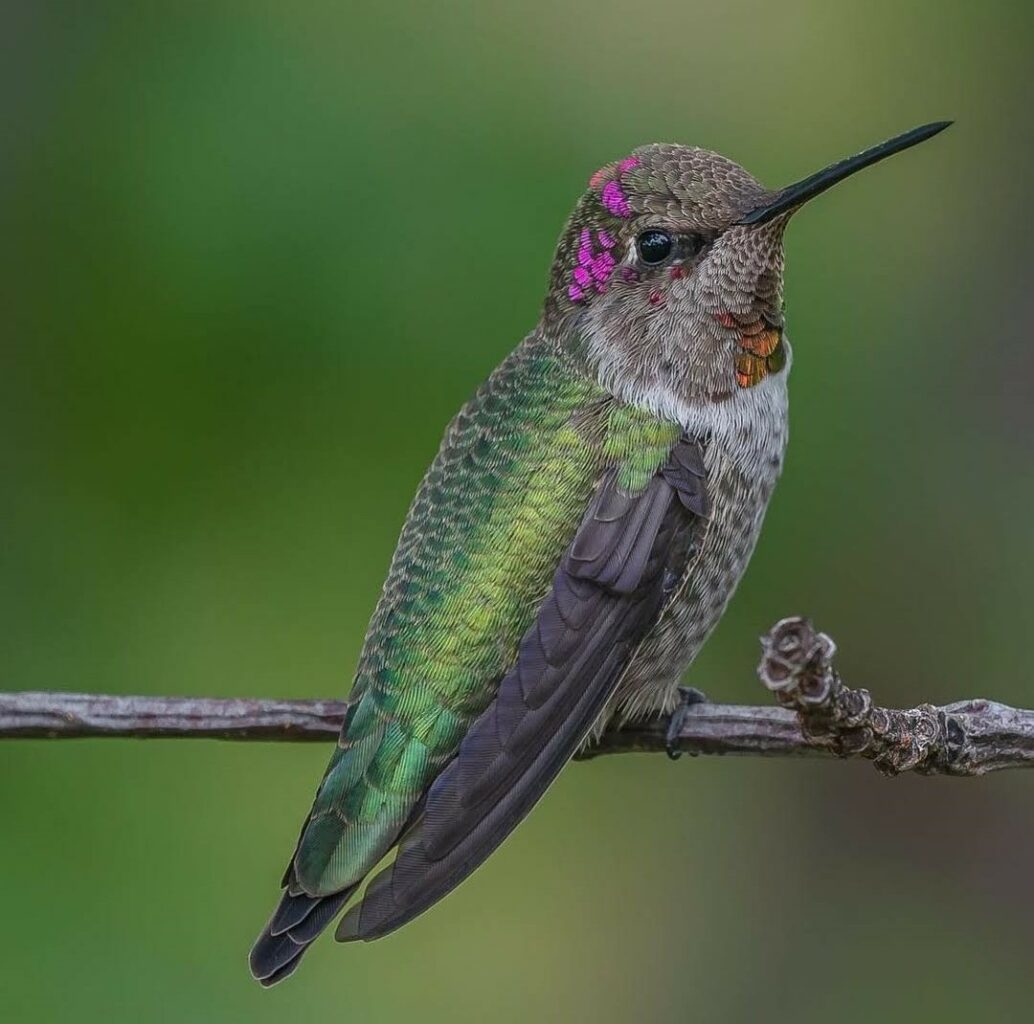 California Hummingbirds – 14 Awesome Aviators – Backyard Visitors