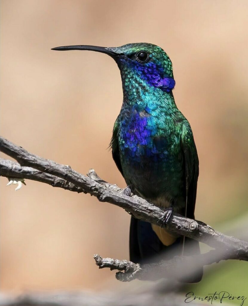 Mexican Violetear Hummingbird – Backyard Visitors