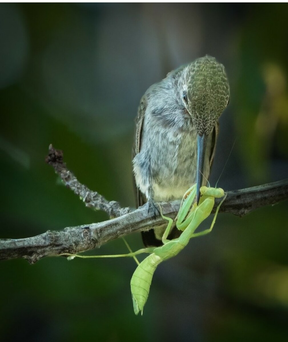 10 Common Things That Kill Hummingbirds – Backyard Visitors