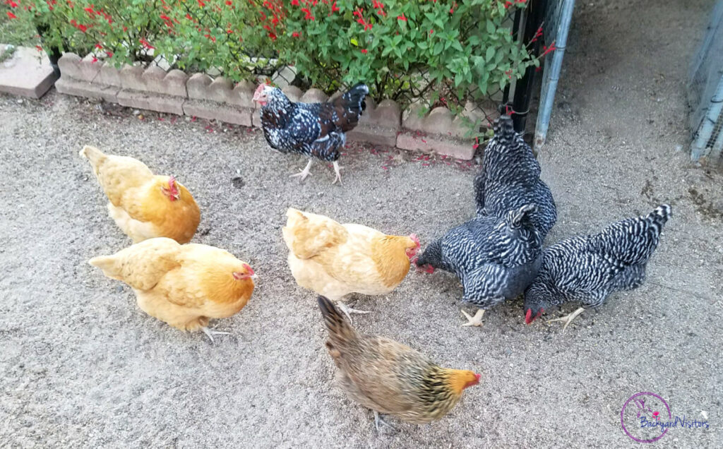 Pet Chickens 101: Everything You Need to Know – Backyard Visitors