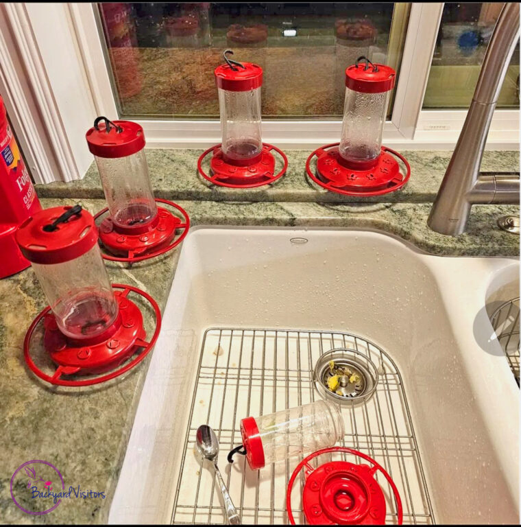 Hummingbird Diseases: From Pathogens to Prevention – Backyard Visitors