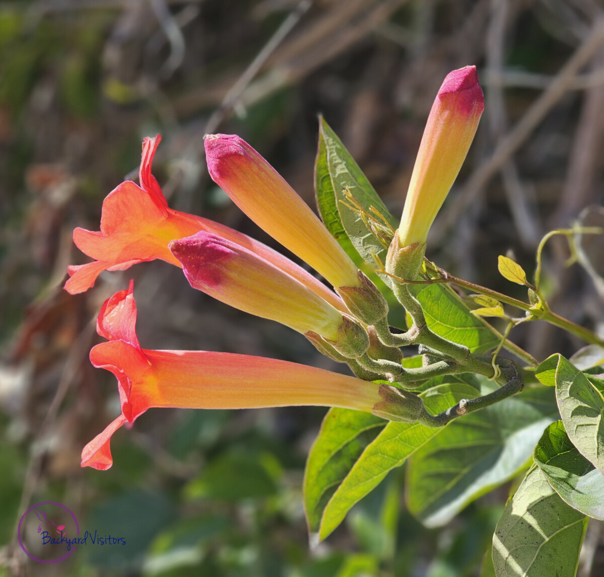 Attracting Hummingbirds: Do Hummingbirds Prefer Flowers or Feeders? The ...
