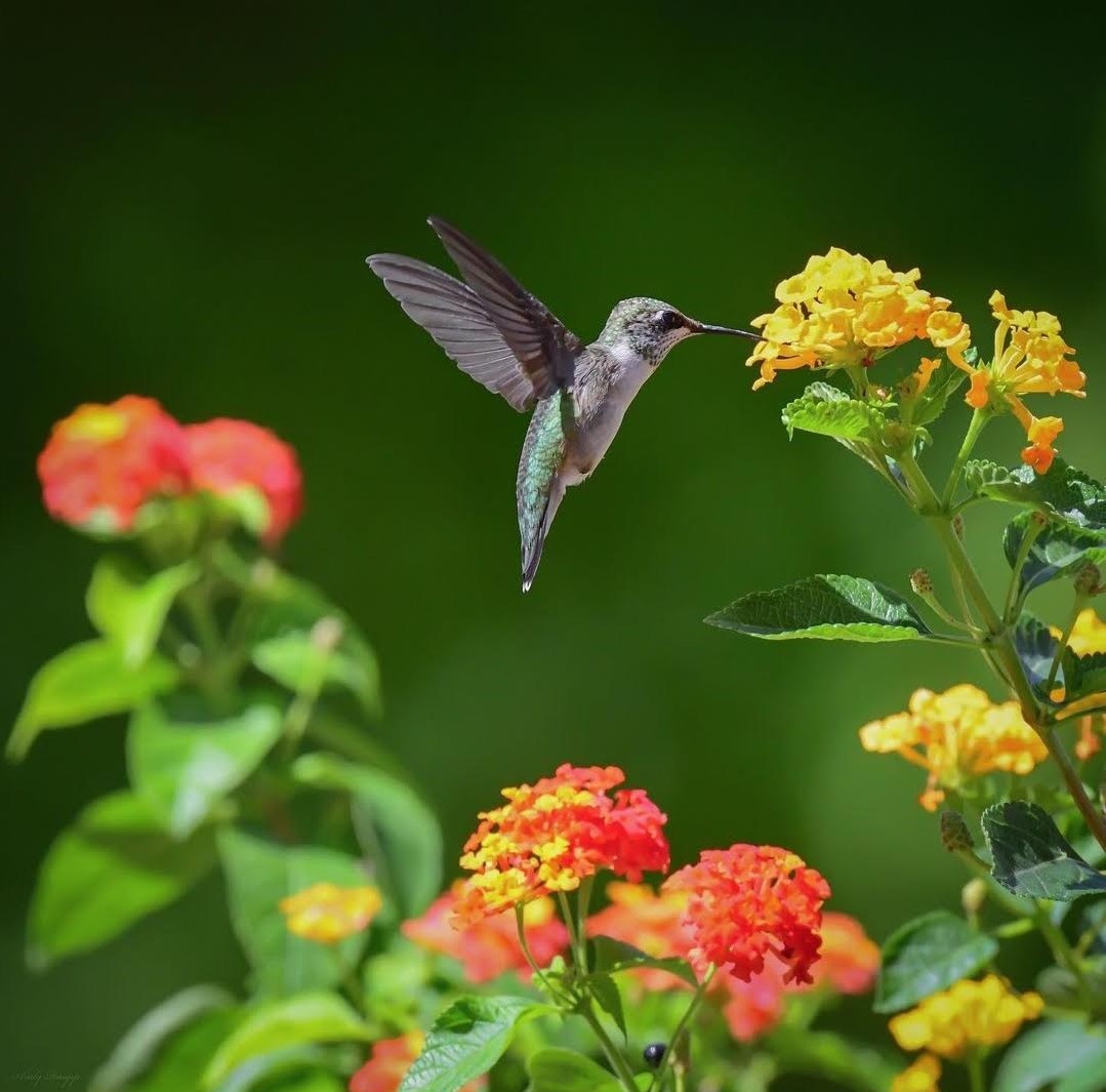 Best Hummingbird Flowers – Discover What Kind of Blooms Hummingbirds ...