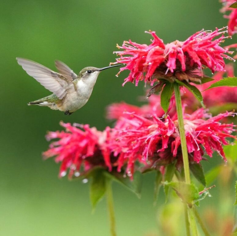 Hummingbird Migration in New Hampshire – Backyard Visitors