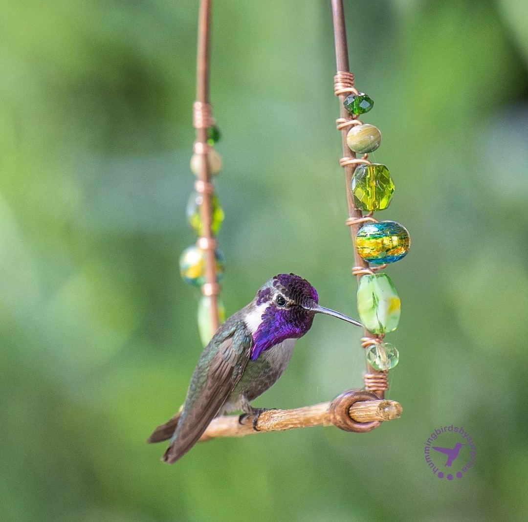 Discover the Perfect Hummingbird Swing – Variety of Swings for Your ...