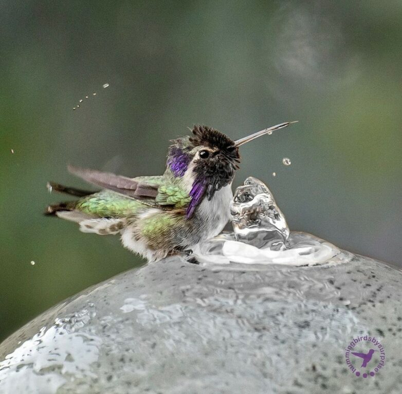 Hummingbird Bath Essentials: Creating the Perfect Oasis – Backyard Visitors
