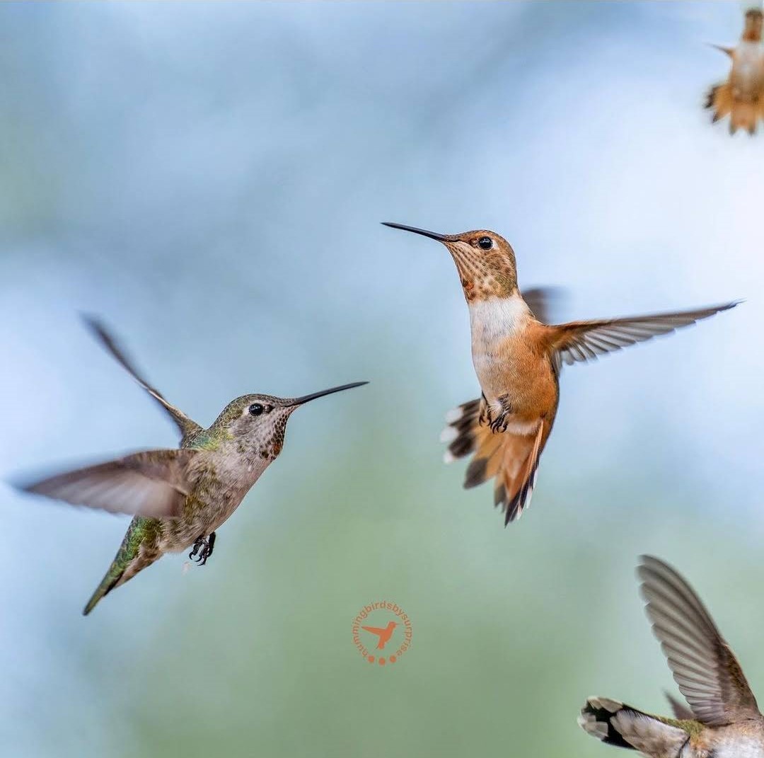 Hummingbird Dance: 5 Interpretive Explanations – Backyard Visitors