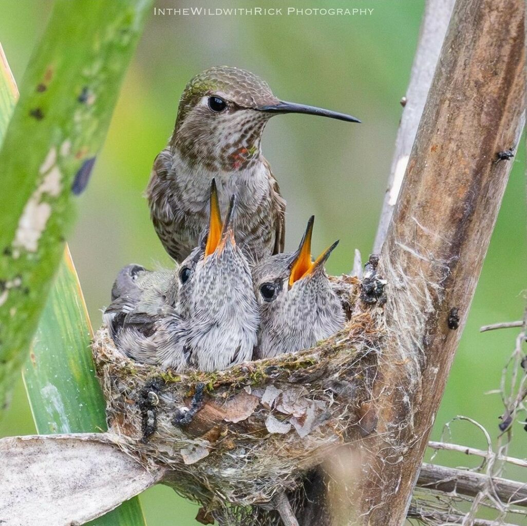 Baby Hummingbirds: (Egg to Fledgling) – Backyard Visitors