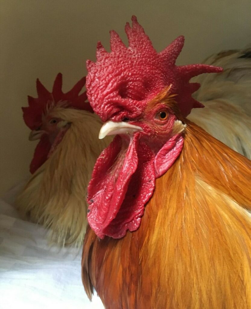 Getting to Know Roosters: A Basic Guide – Backyard Visitors