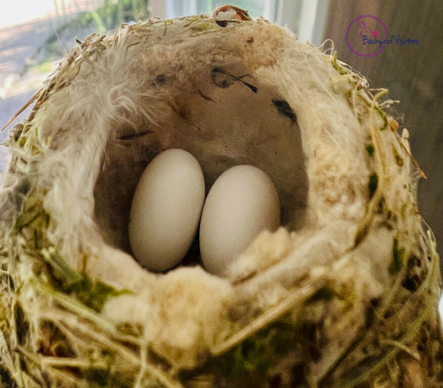 Baby Hummingbirds: (Egg to Fledgling) – Backyard Visitors